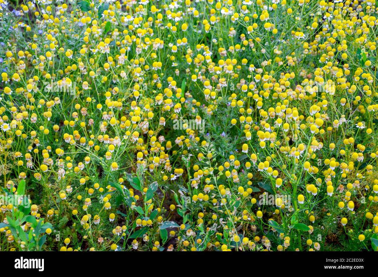 Glade of blooming daisies. a pharmaceutical camomile Stock Photo - Alamy