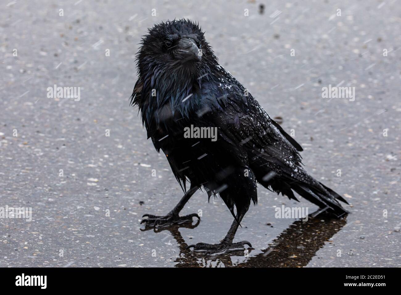 Raven in the snow hi-res stock photography and images - Alamy