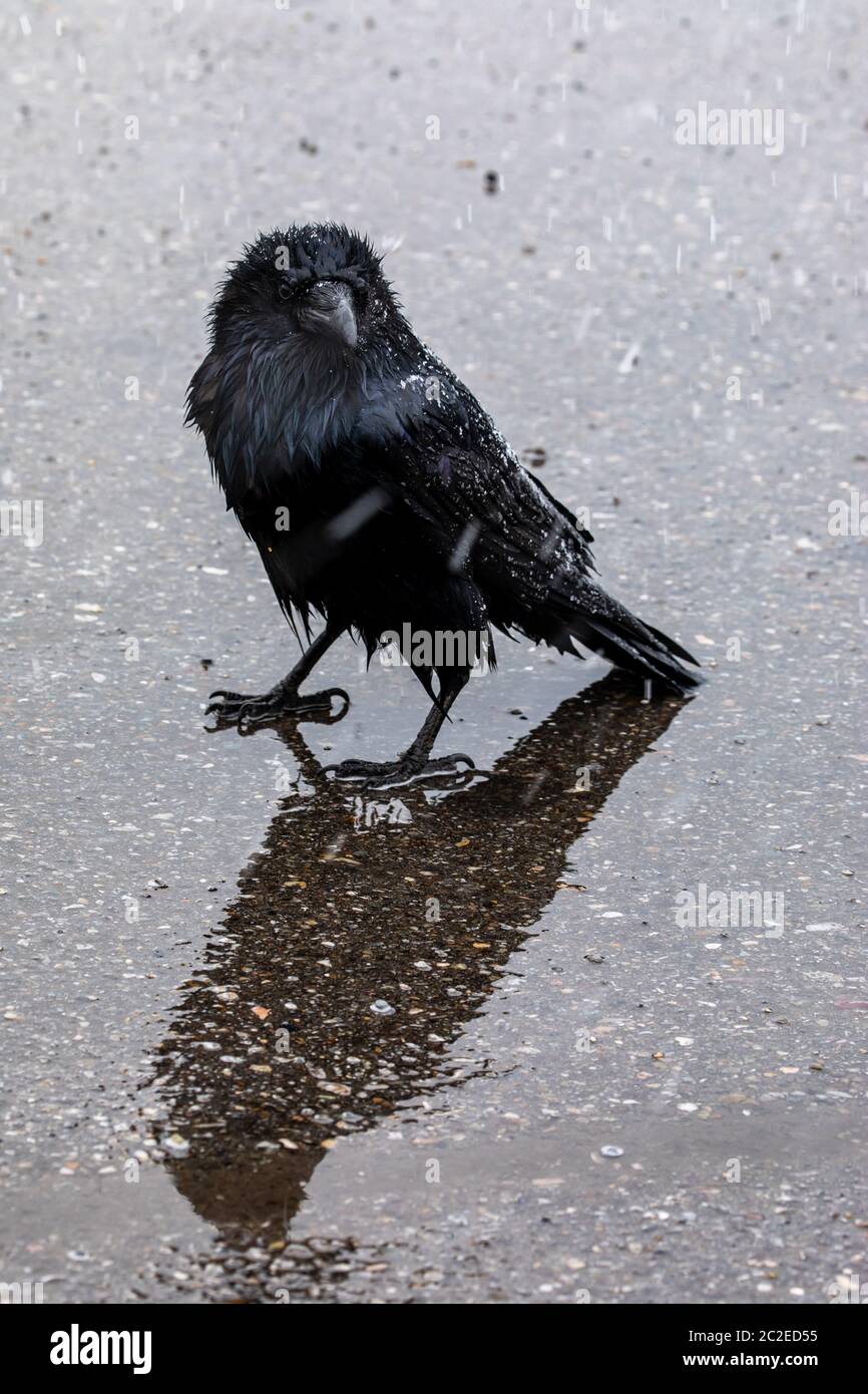 Raven in the snow hi-res stock photography and images - Alamy