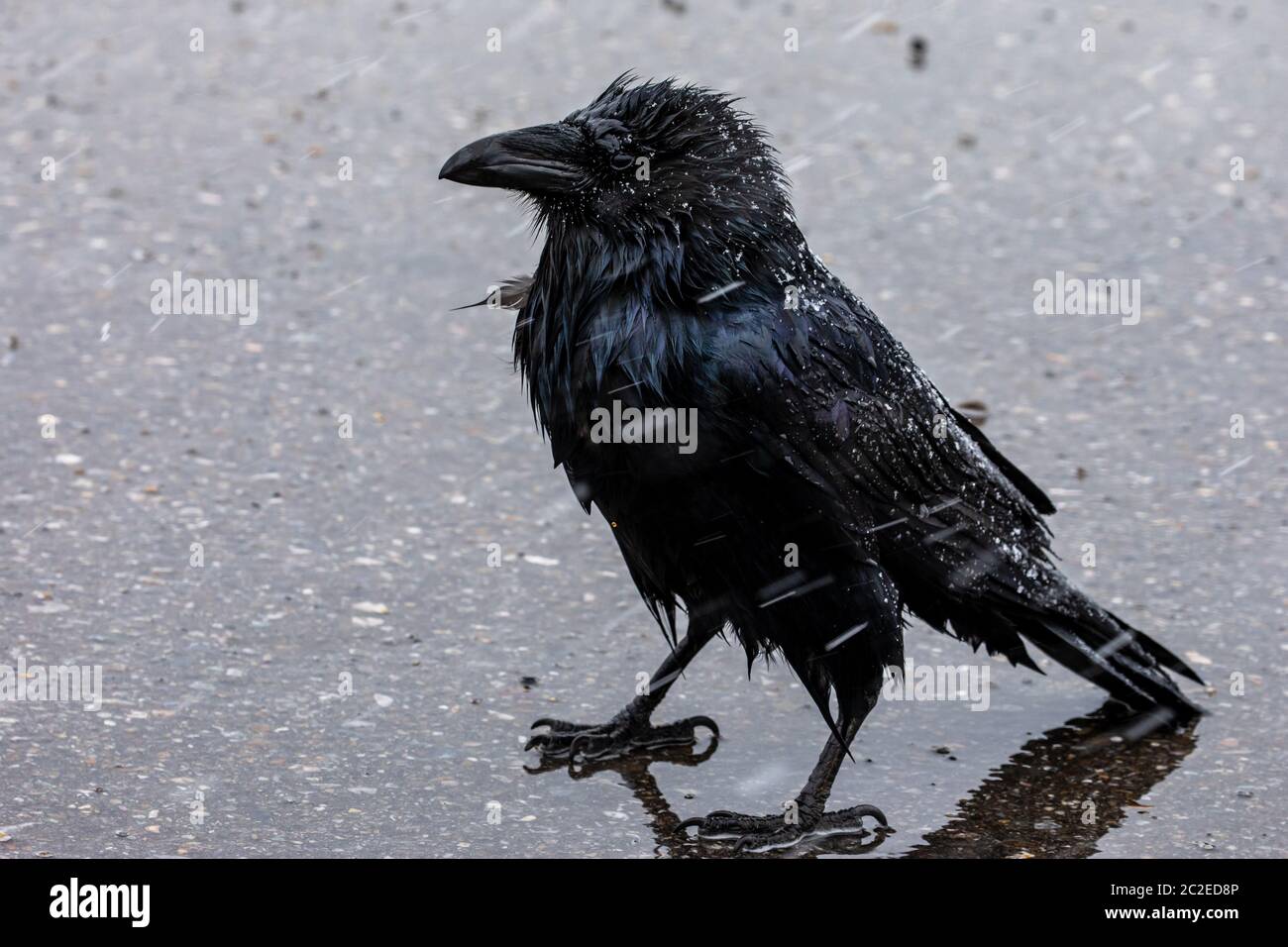 Raven in the snow hi-res stock photography and images - Alamy