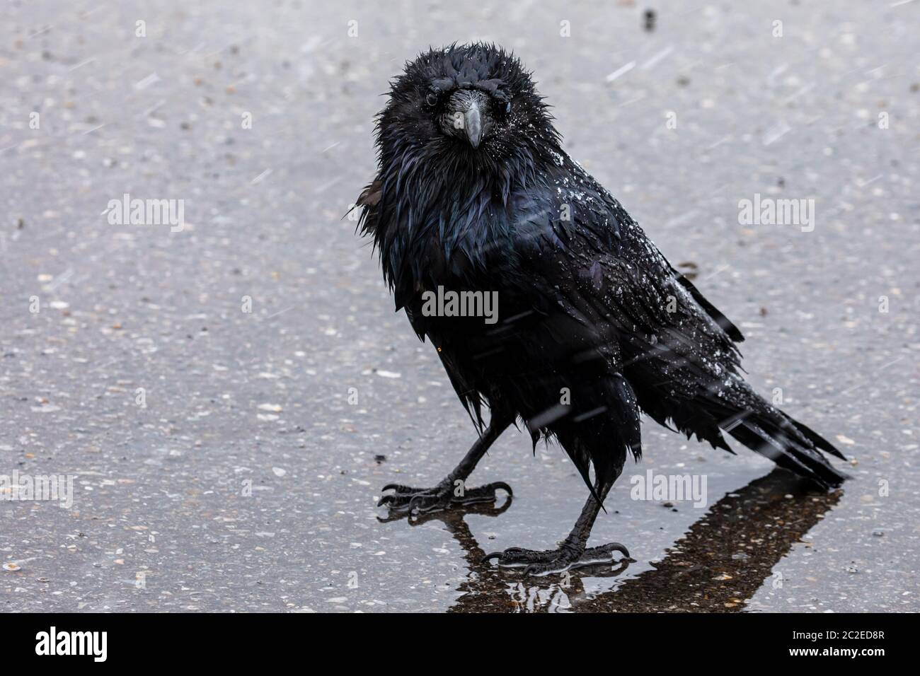 Rain Crow High Resolution Stock Photography and Images - Alamy