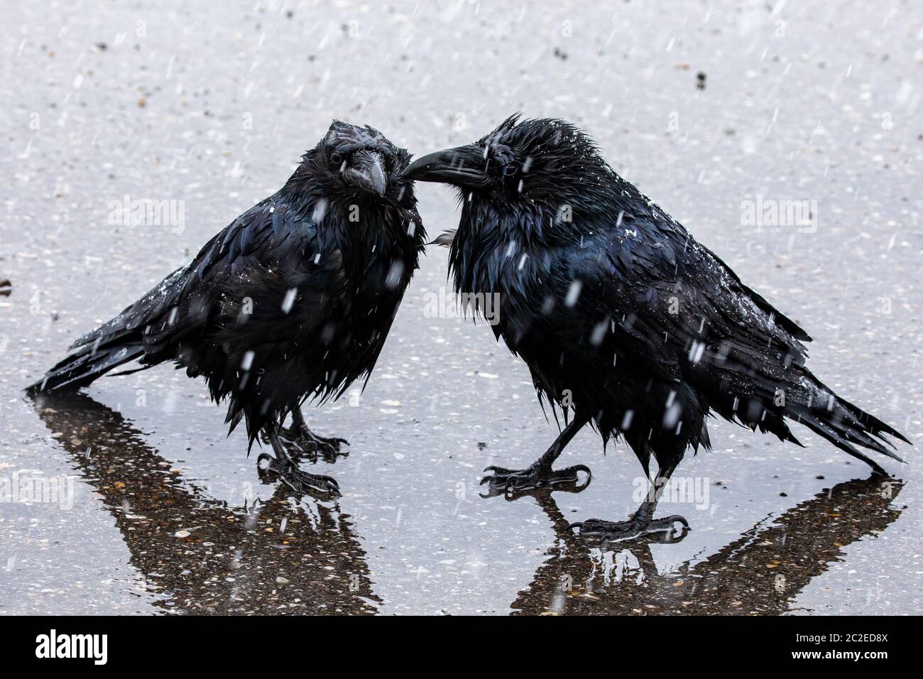 Raven bird beak in snow hi-res stock photography and images - Alamy