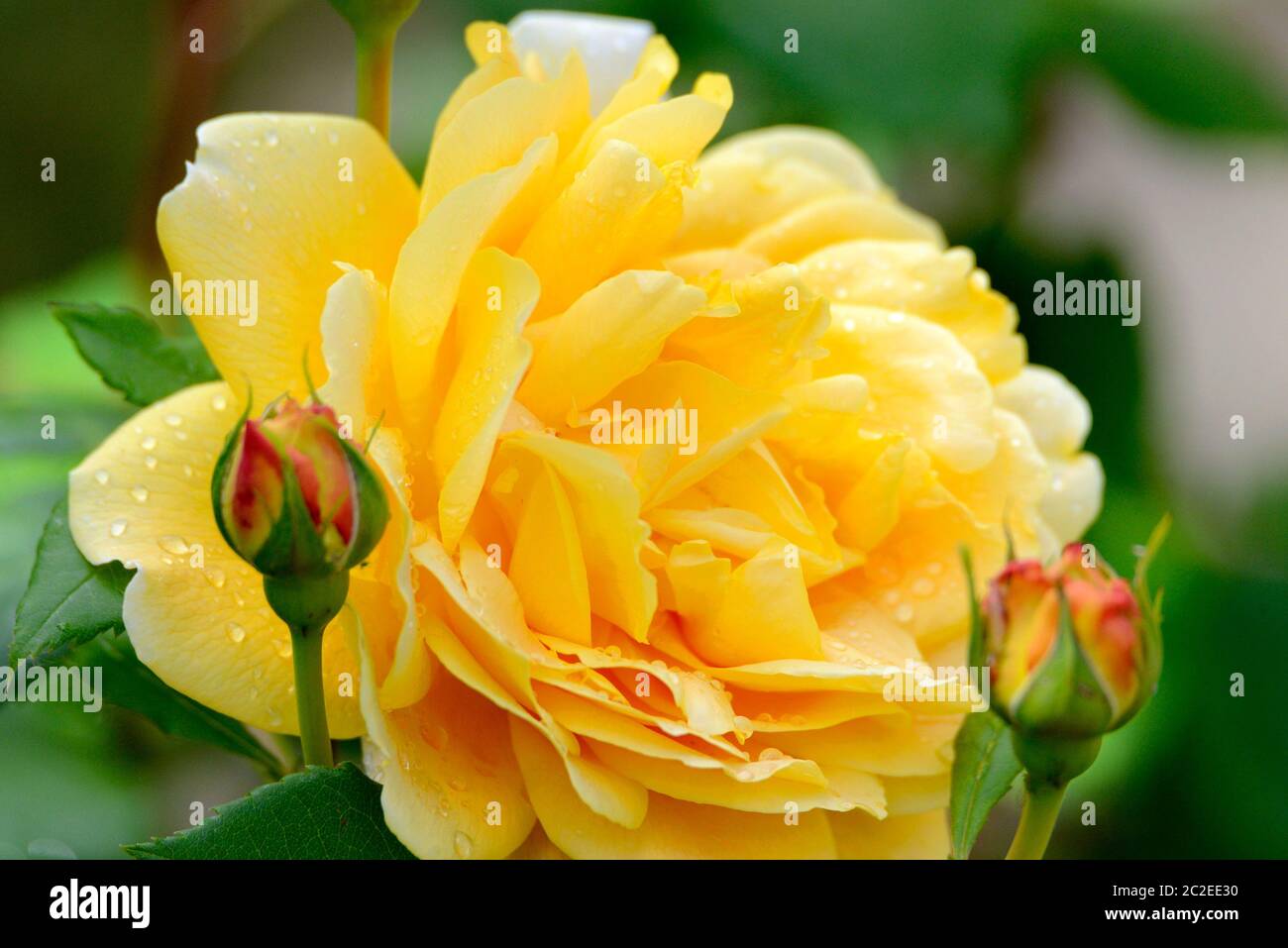 Garden rose: 'Golden Celebration' (David Austin Stock Photo - Alamy
