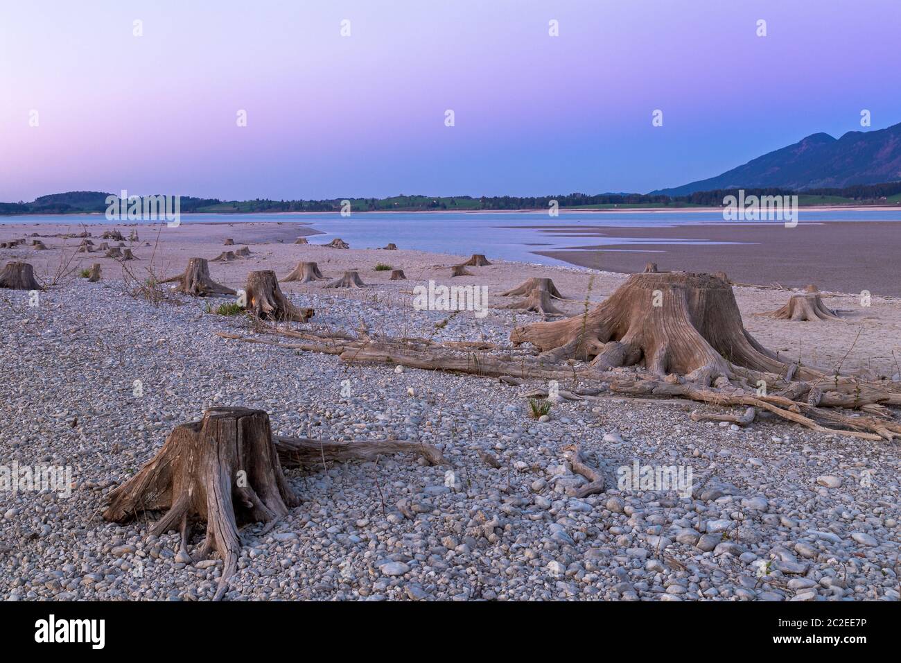 Tree stump in dry lake Forggensee after sunset Stock Photo - Alamy