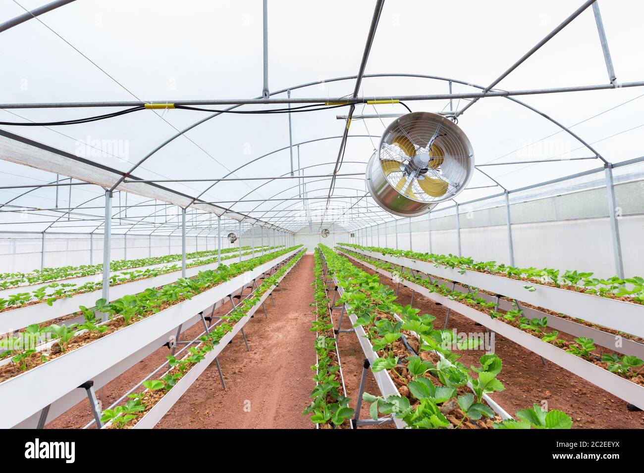 Fan in agricultural strawberry greenhouse in smart farm Stock Photo - Alamy