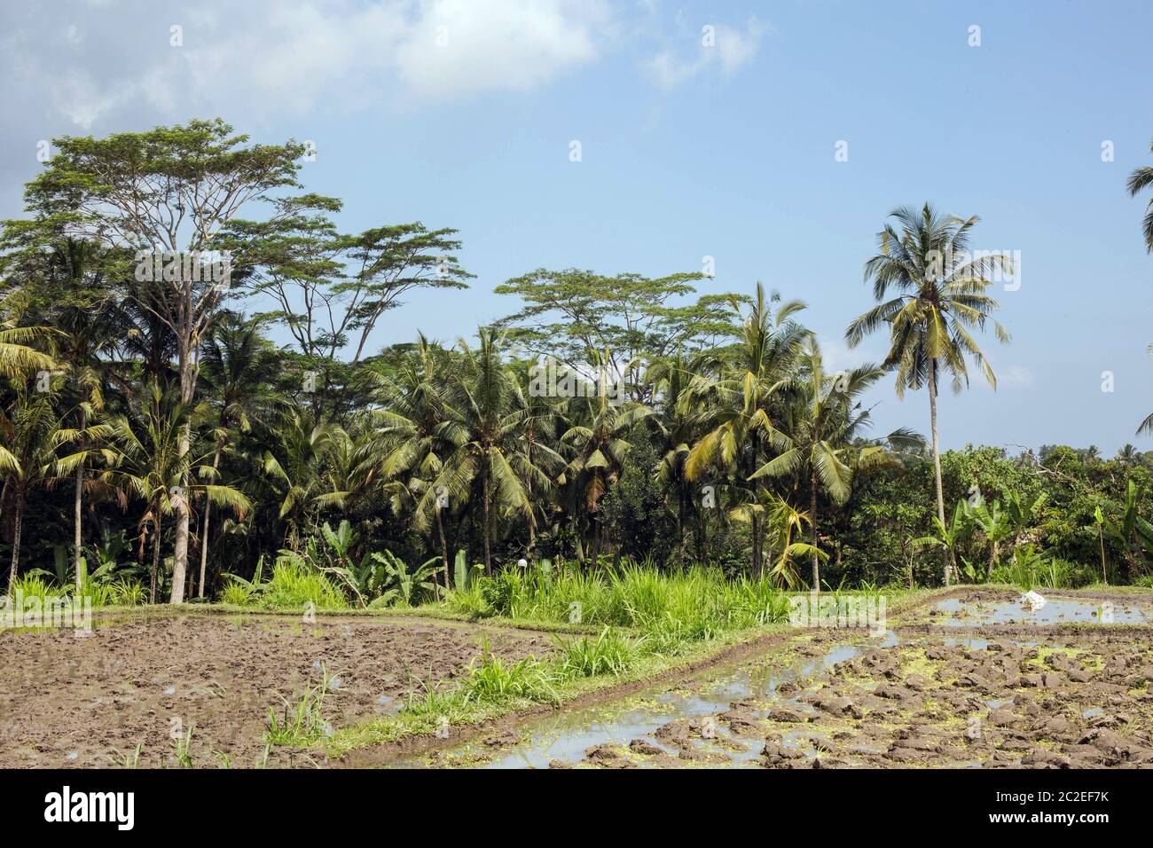 Tropical Jungle, palm trees and rice fields amazing view, Ubud, Bali ...