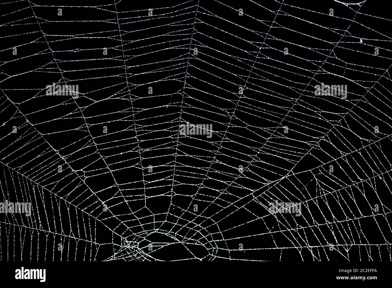 Real spiders hi-res stock photography and images - Alamy