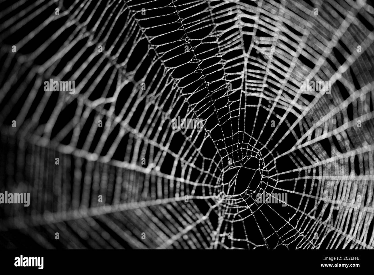 Real spiders hi-res stock photography and images - Alamy