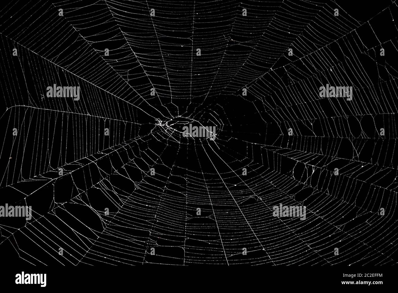 Real spider webs hi-res stock photography and images - Alamy