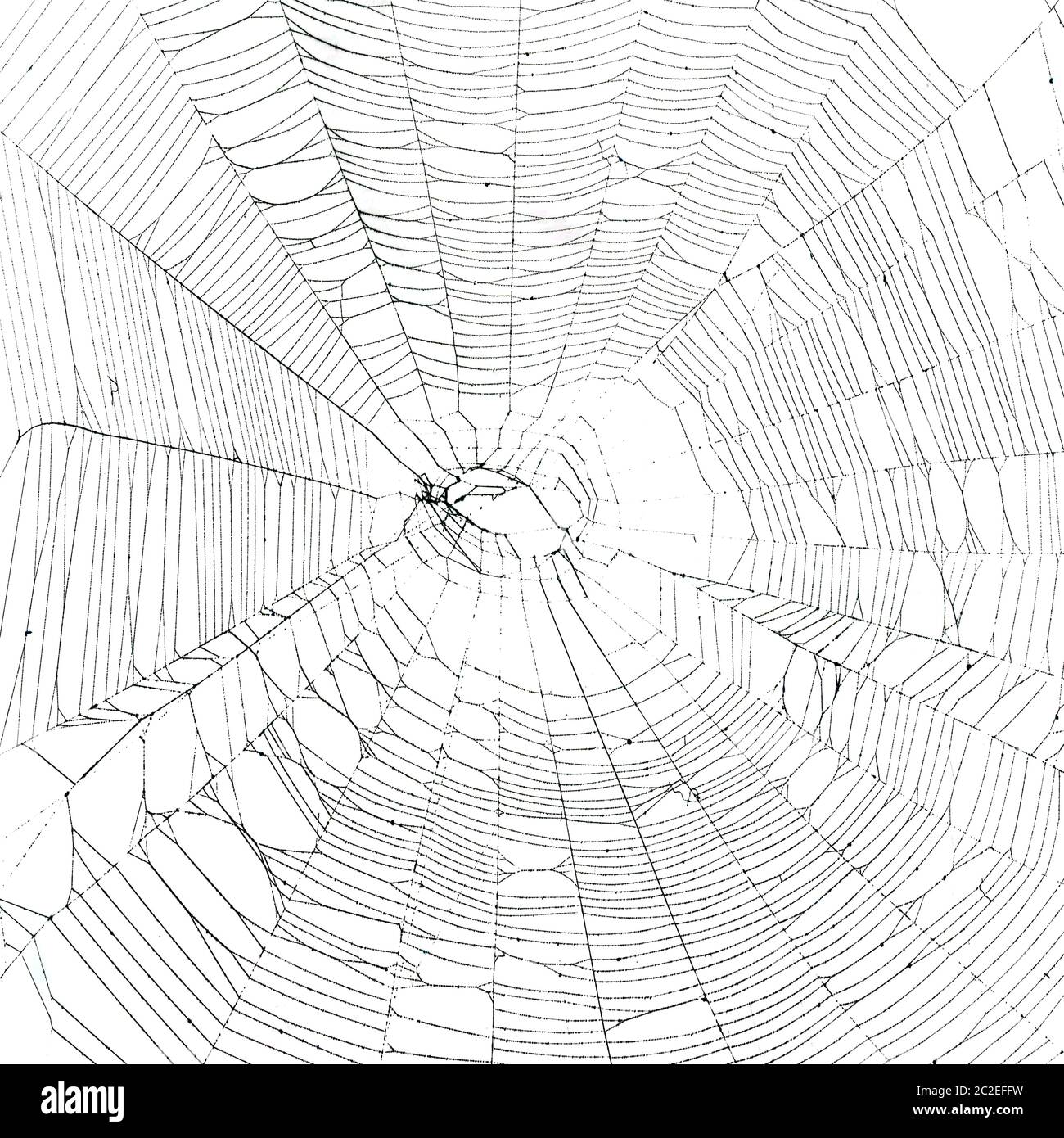 Realistic Spider Web Png