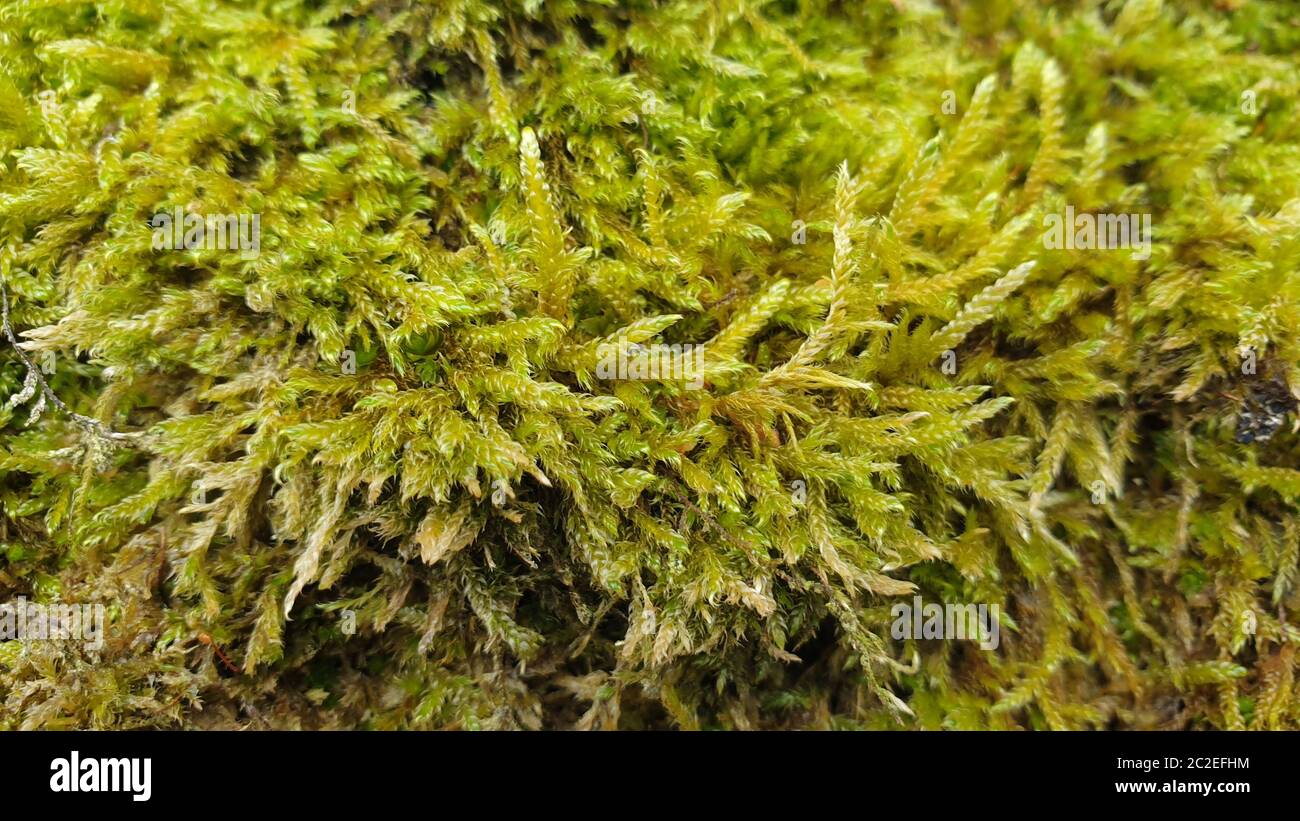 Moss in close up Stock Photo - Alamy