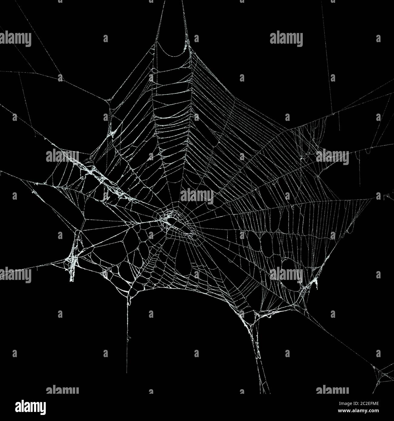 Real spiders hi-res stock photography and images - Alamy