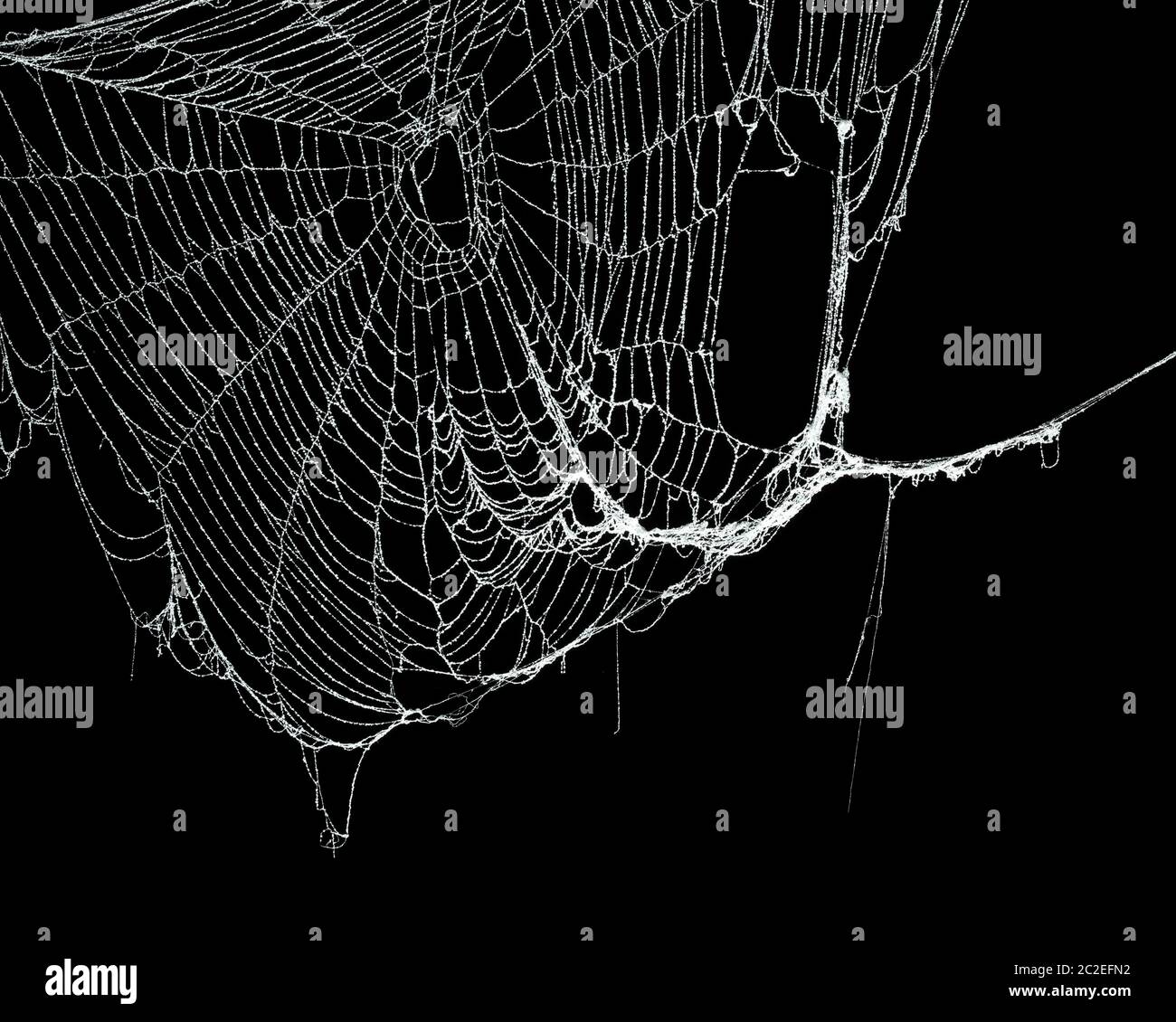 Real spiders web hi-res stock photography and images - Alamy