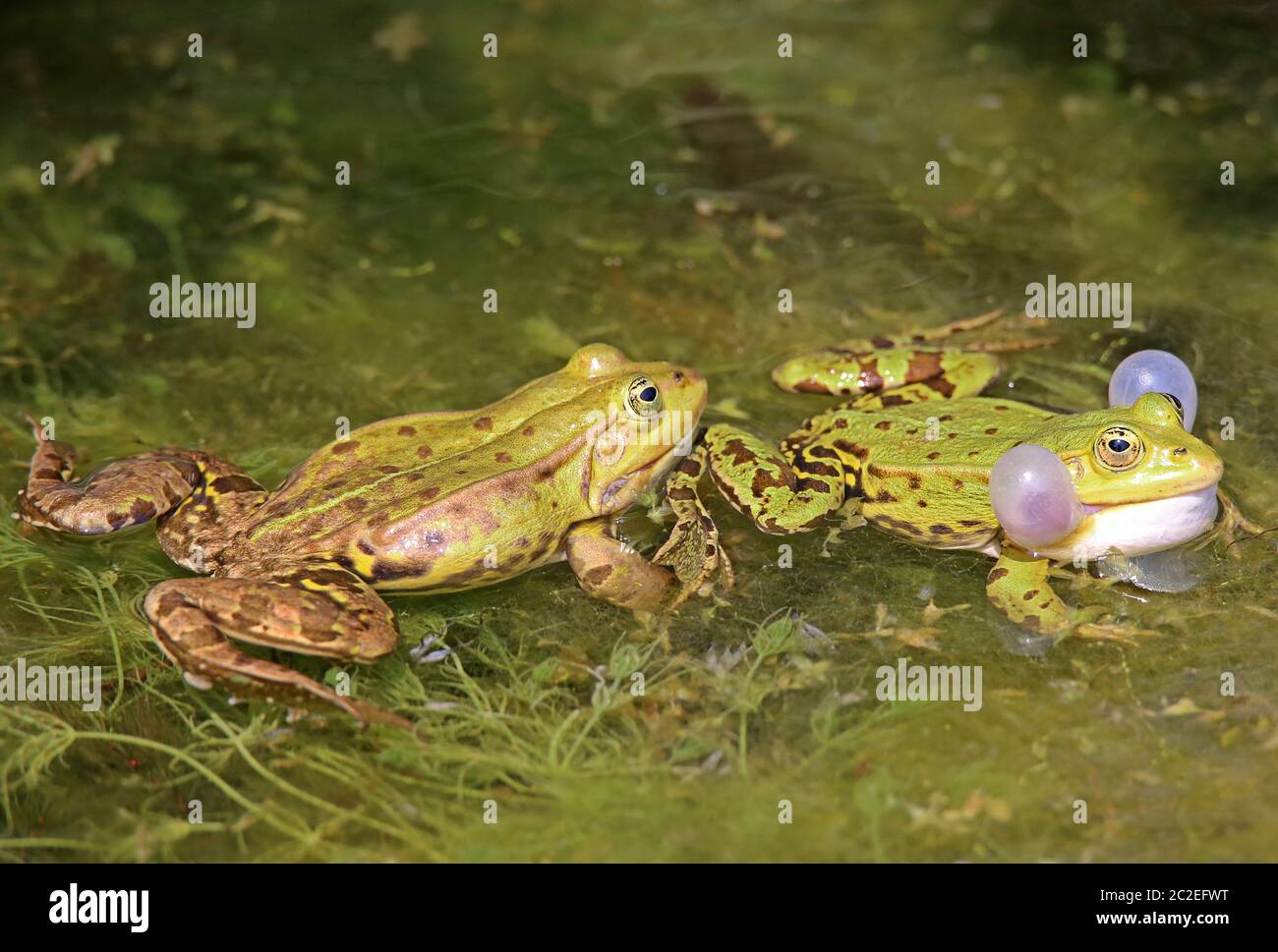 Green frogs pelophylax esculentus hi-res stock photography and images ...