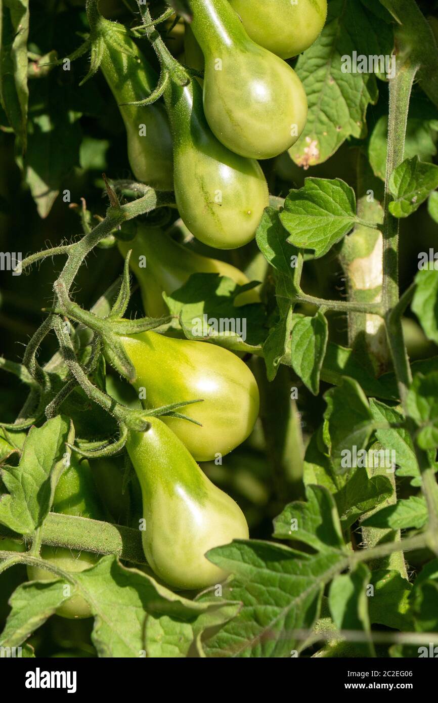 Small green tomatoes on a branch in a garden Stock Photo - Alamy