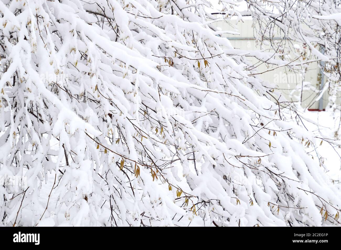Snow on the tree branches. Winter View of trees covered with snow. The ...