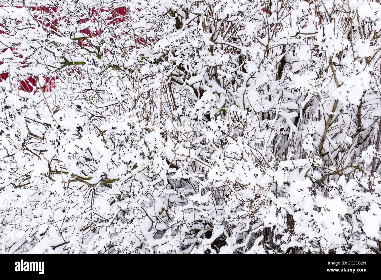 Snow on the tree branches. Winter View of trees covered with snow. The ...
