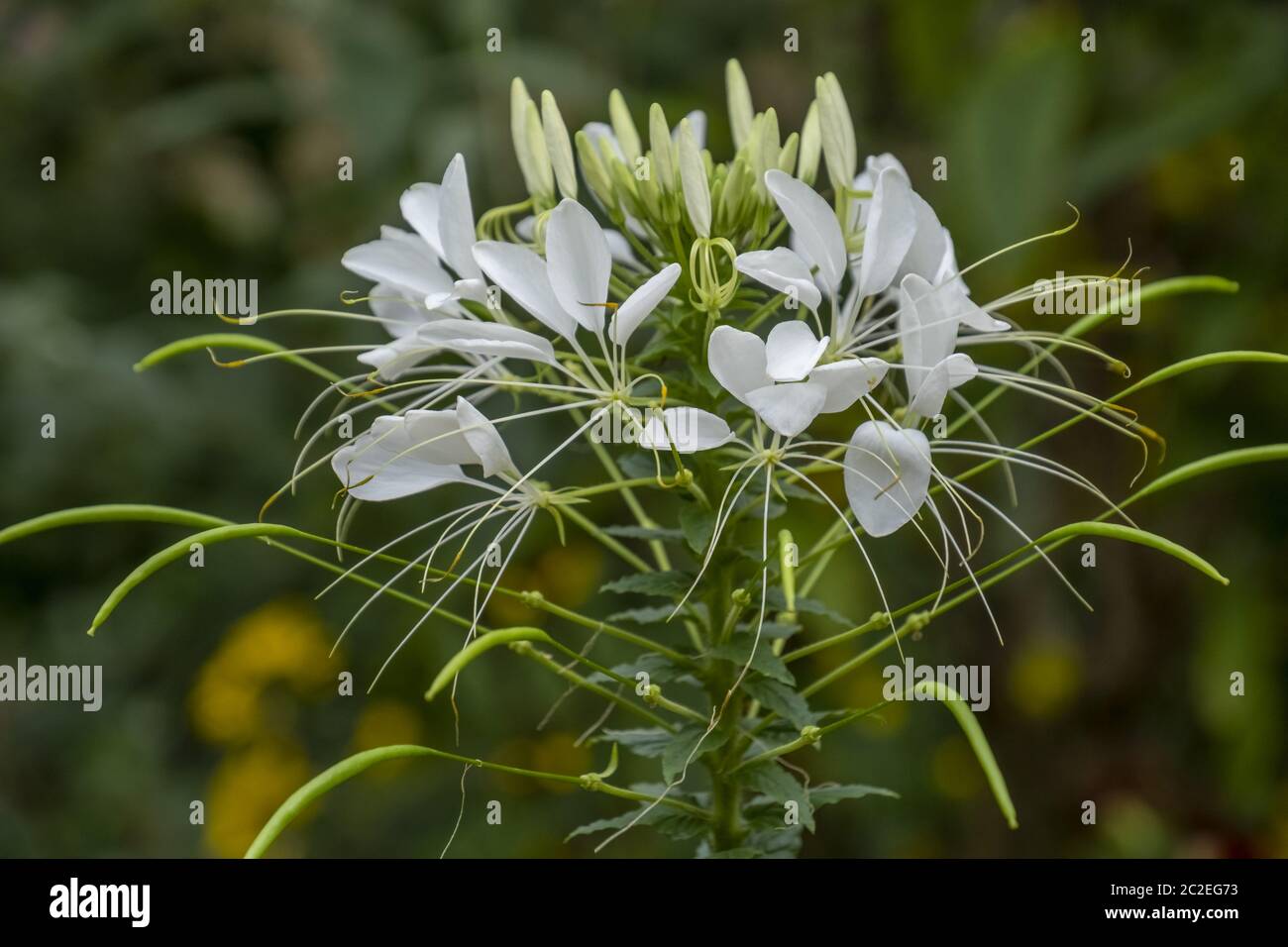 White Spider Flower Stock Photo - Alamy