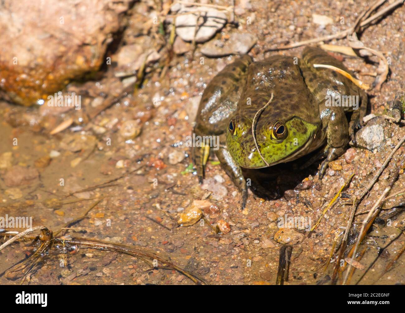 American Bullfrog, Rana catesbeiana, in Patagonia Lake State Park ...