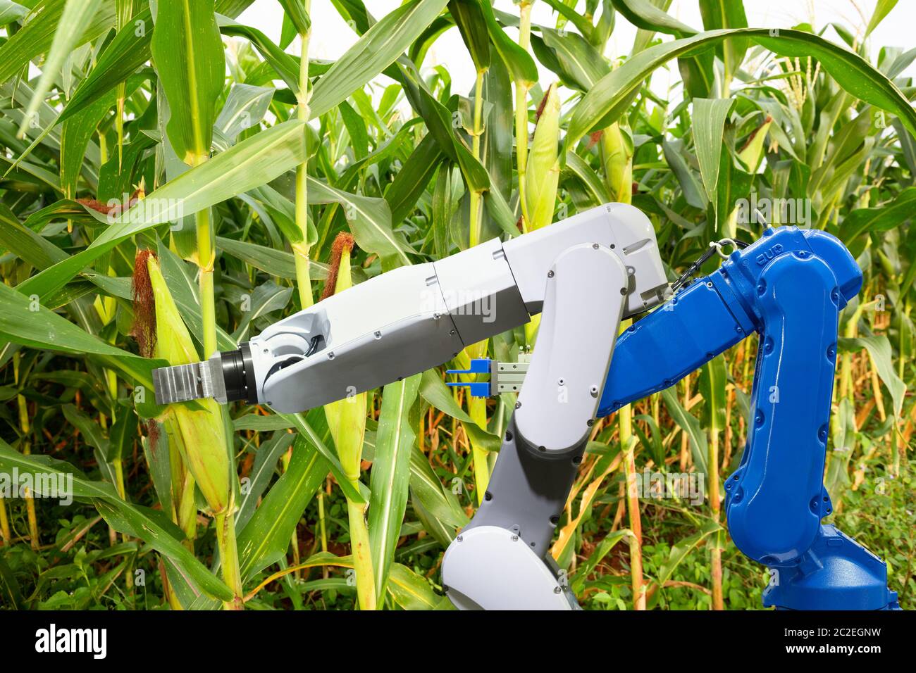 Agricultural robot assistant harvesting corns to analyze the corn ...
