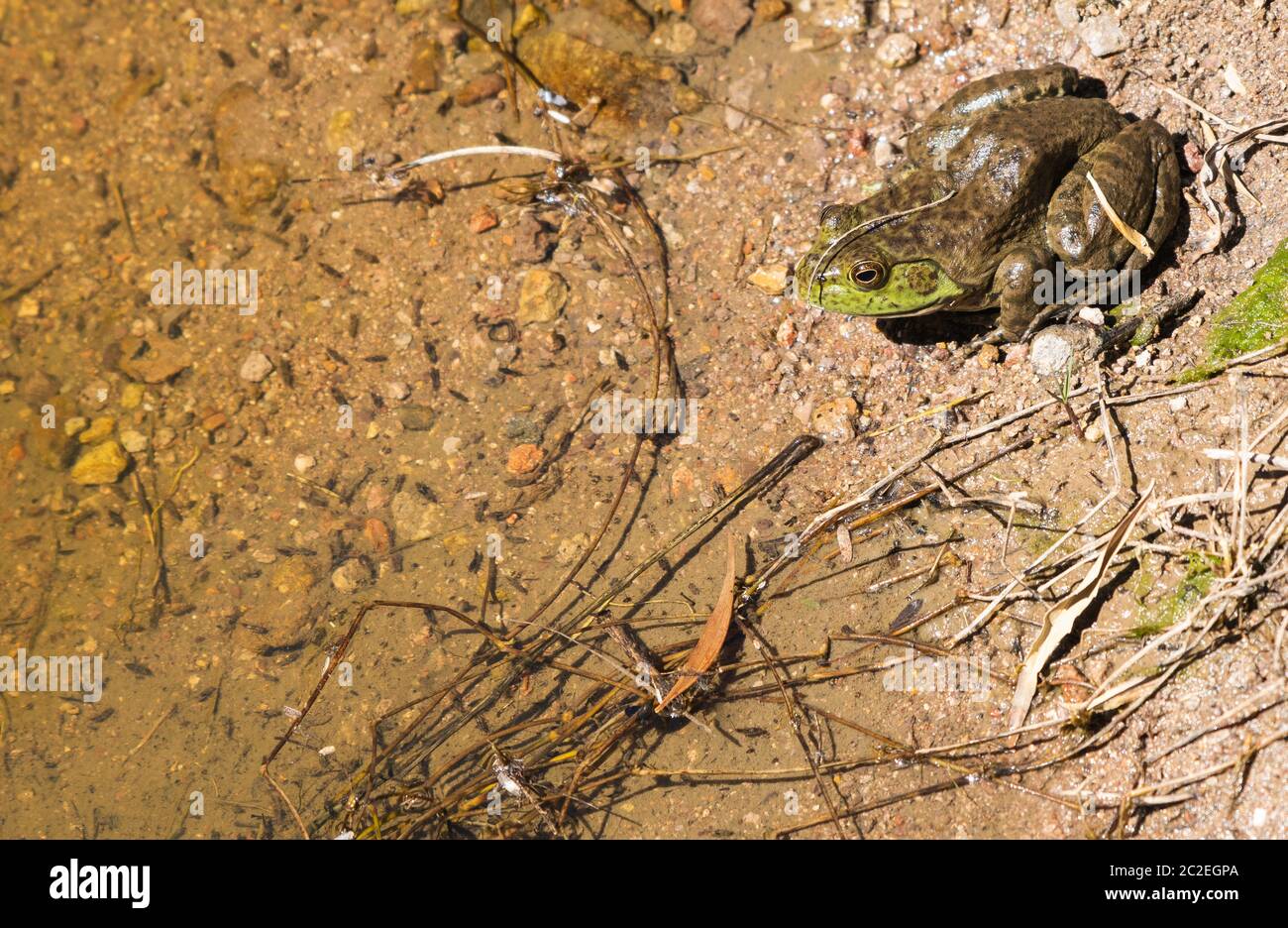 American Bullfrog, Rana catesbeiana, in Patagonia Lake State Park ...