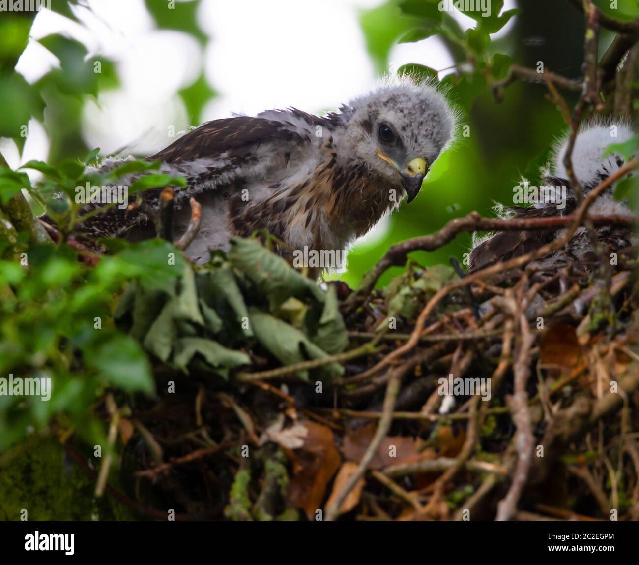 Common buzzard nest hi-res stock photography and images - Alamy