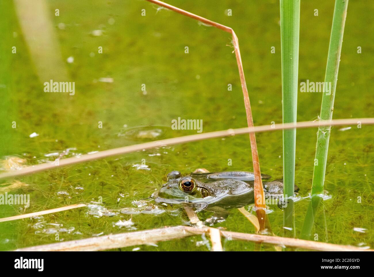 American Bullfrog, Rana catesbeiana, in a pond at the Desert Botanical ...