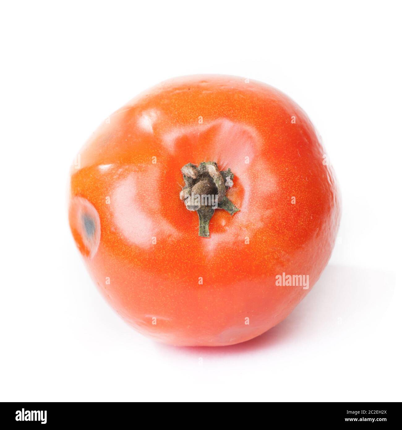 Spoiled tomato on white background, fungus with mold on vegetable ...