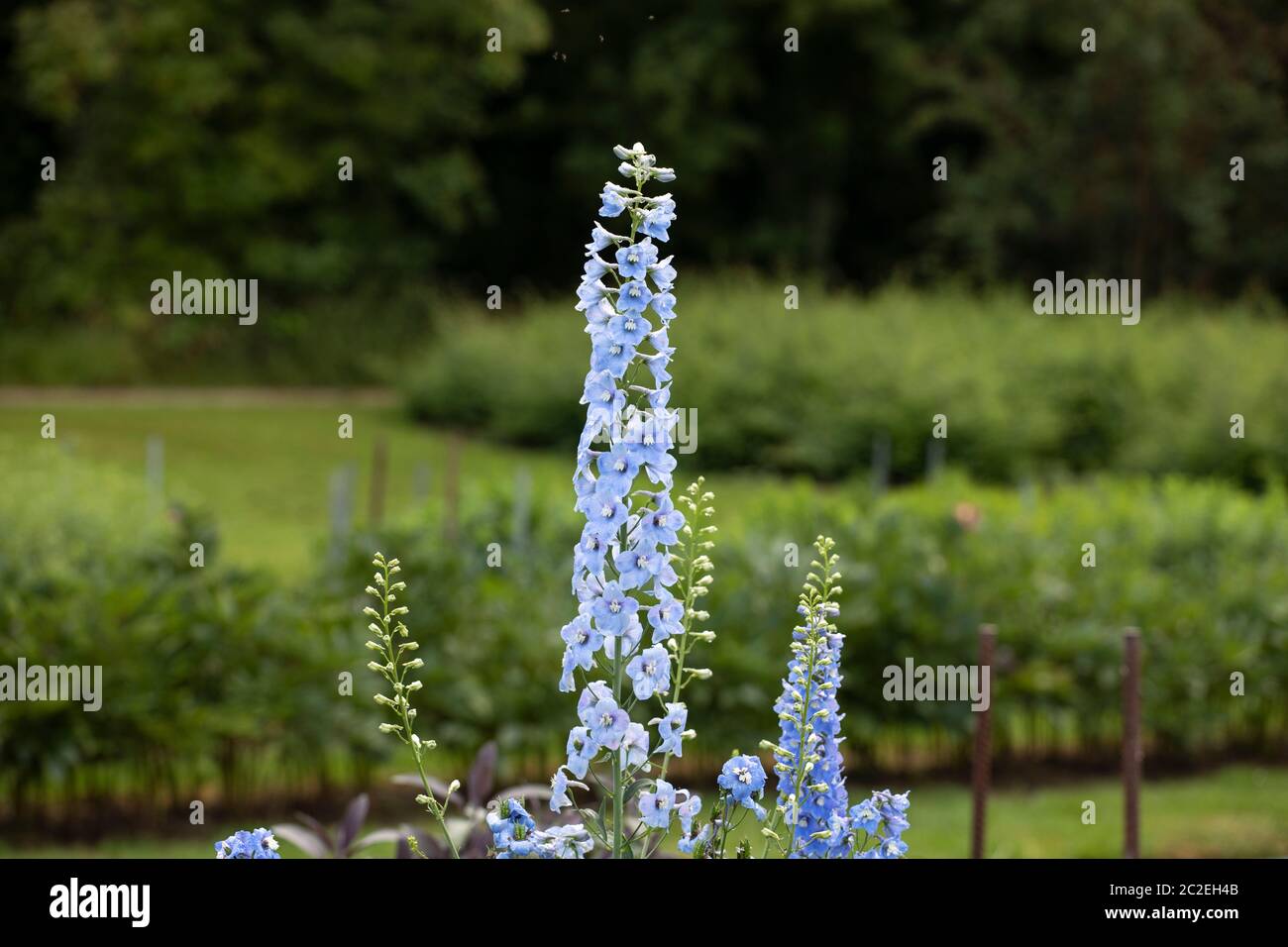 Beautiful blue flower. Delphinium elatum cluster in bloom in the garden ...