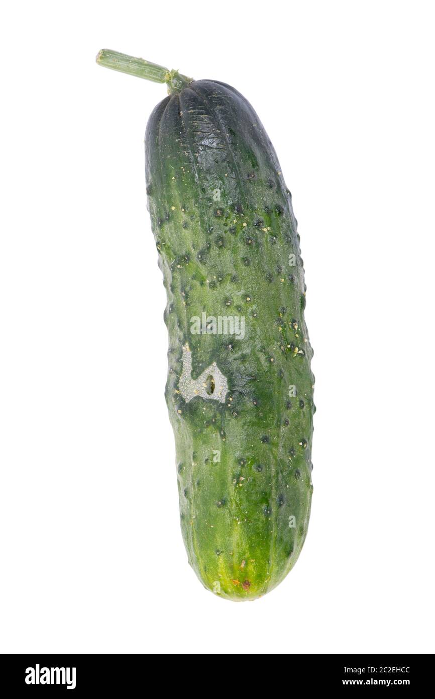 One defective spoiled cucumber isolated on white background Stock Photo ...