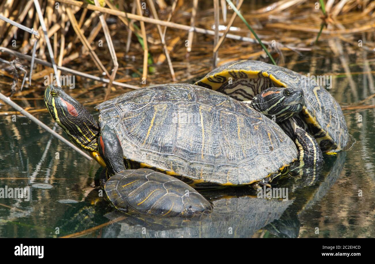 Three Red-eared Sliders, Trachemys scripta elegans, bask on a floating ...