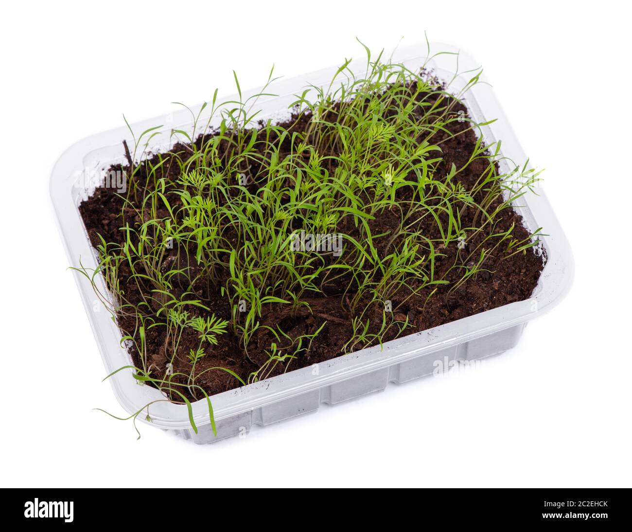 Young dill seedlings in a transparent plastic container isolated over ...