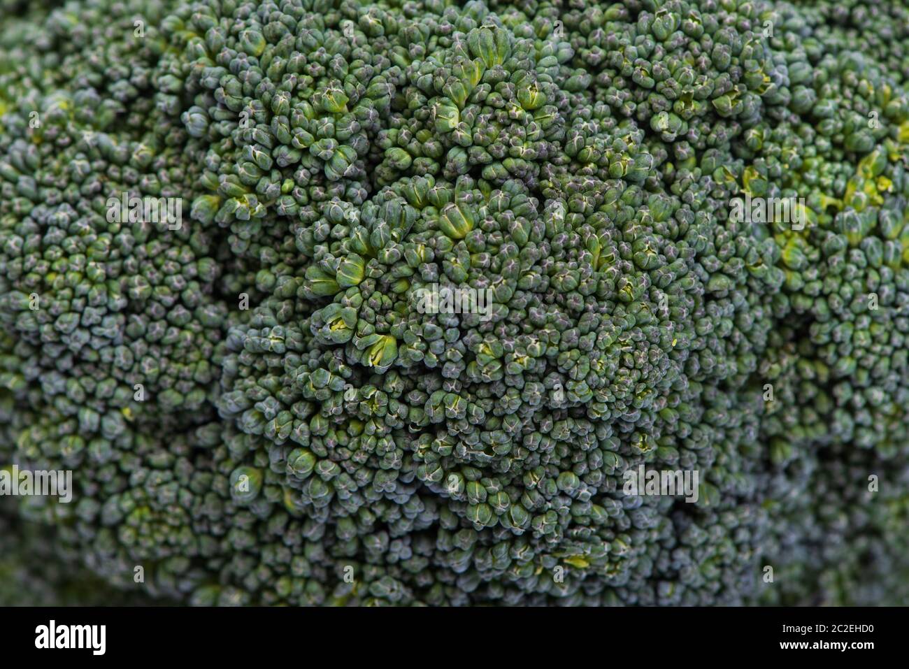 Broccoli texture hi-res stock photography and images - Alamy