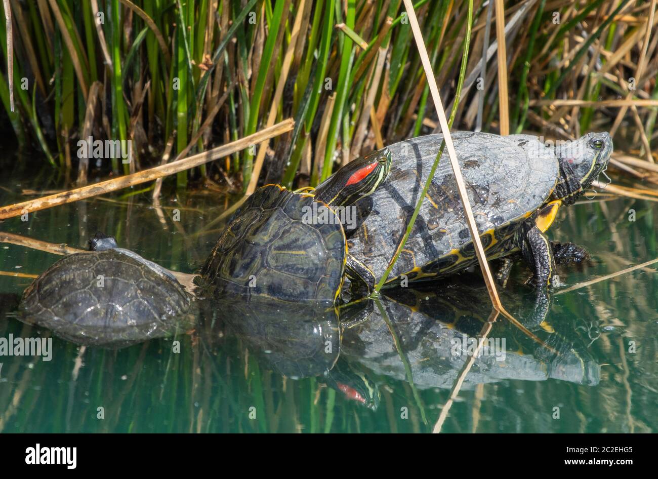 Three Red-eared Sliders, Trachemys scripta elegans, bask on a floating ...