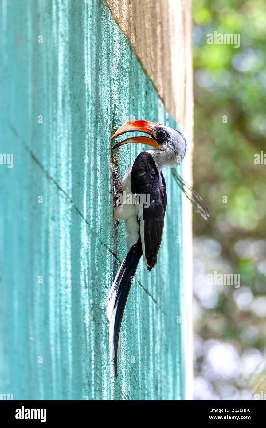 Von der decken hornbill arba minch hi-res stock photography and images ...