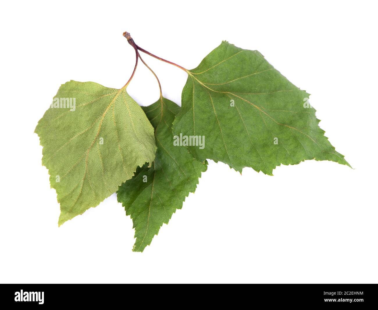 Pile of dried birch leaves isolated over white background Stock Photo ...