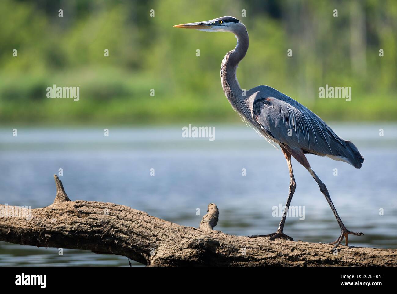 Great Blue Heron, Ardea Herodias Stock Photo - Alamy
