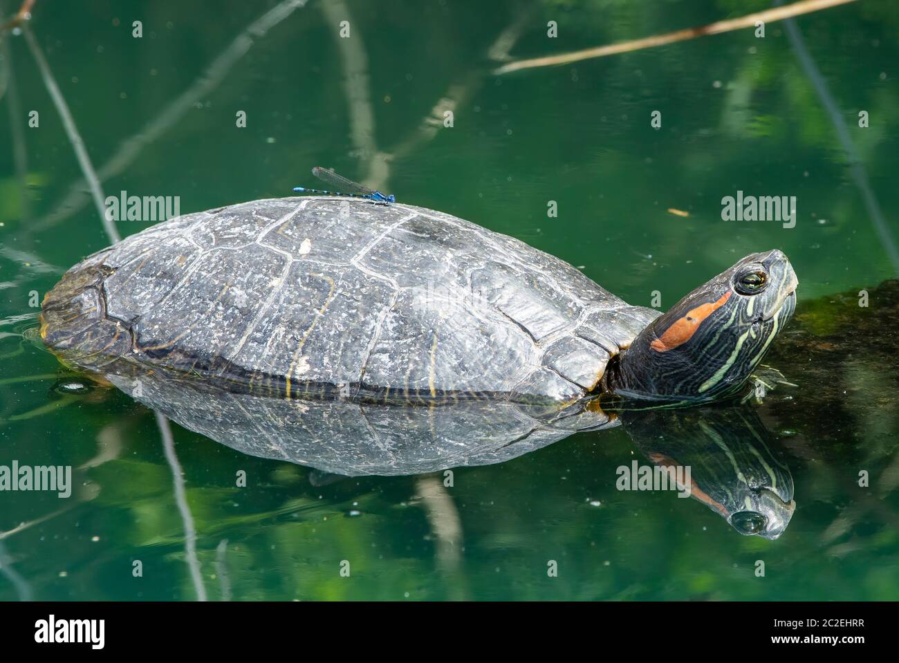 Red-eared Slider, Trachemys scripta elegans, basks on a floating branch ...