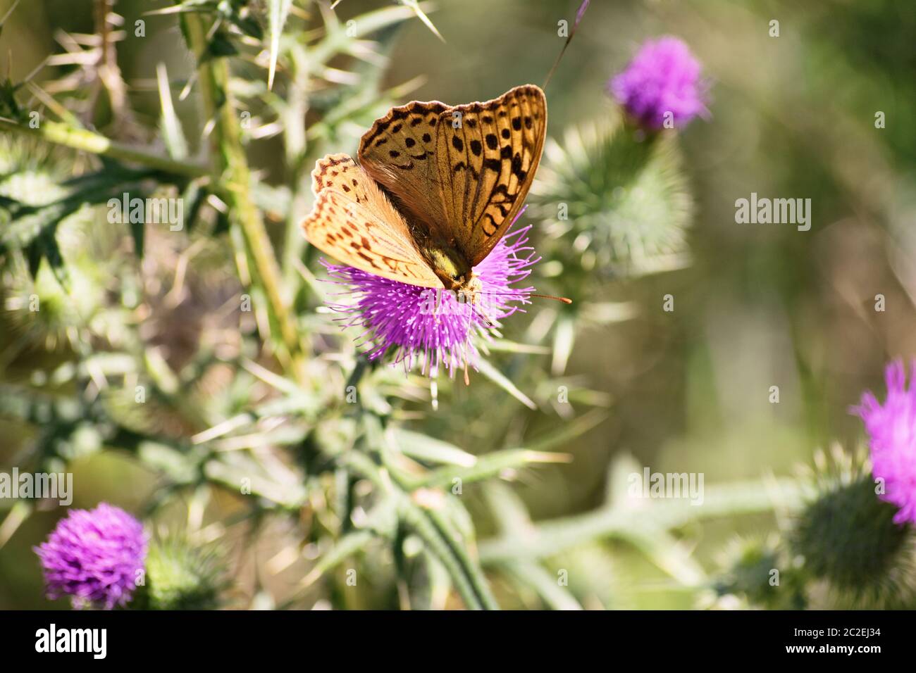 Closeup shot purple thistle hi-res stock photography and images - Alamy