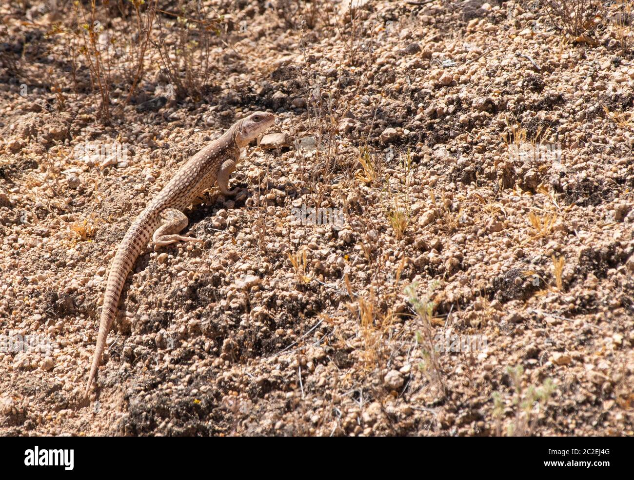 Desert Iguana, Dipsosaurus dorsalis, in Saguaro National Park, Arizona ...