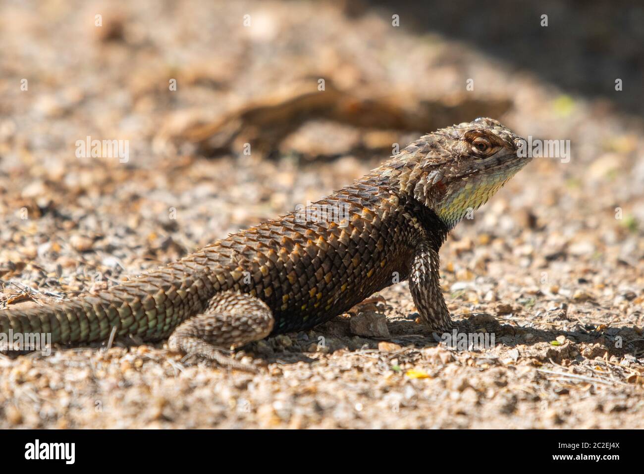 Desert Spiny Lizard, Sceloporus magister, in the Desert Botanical ...