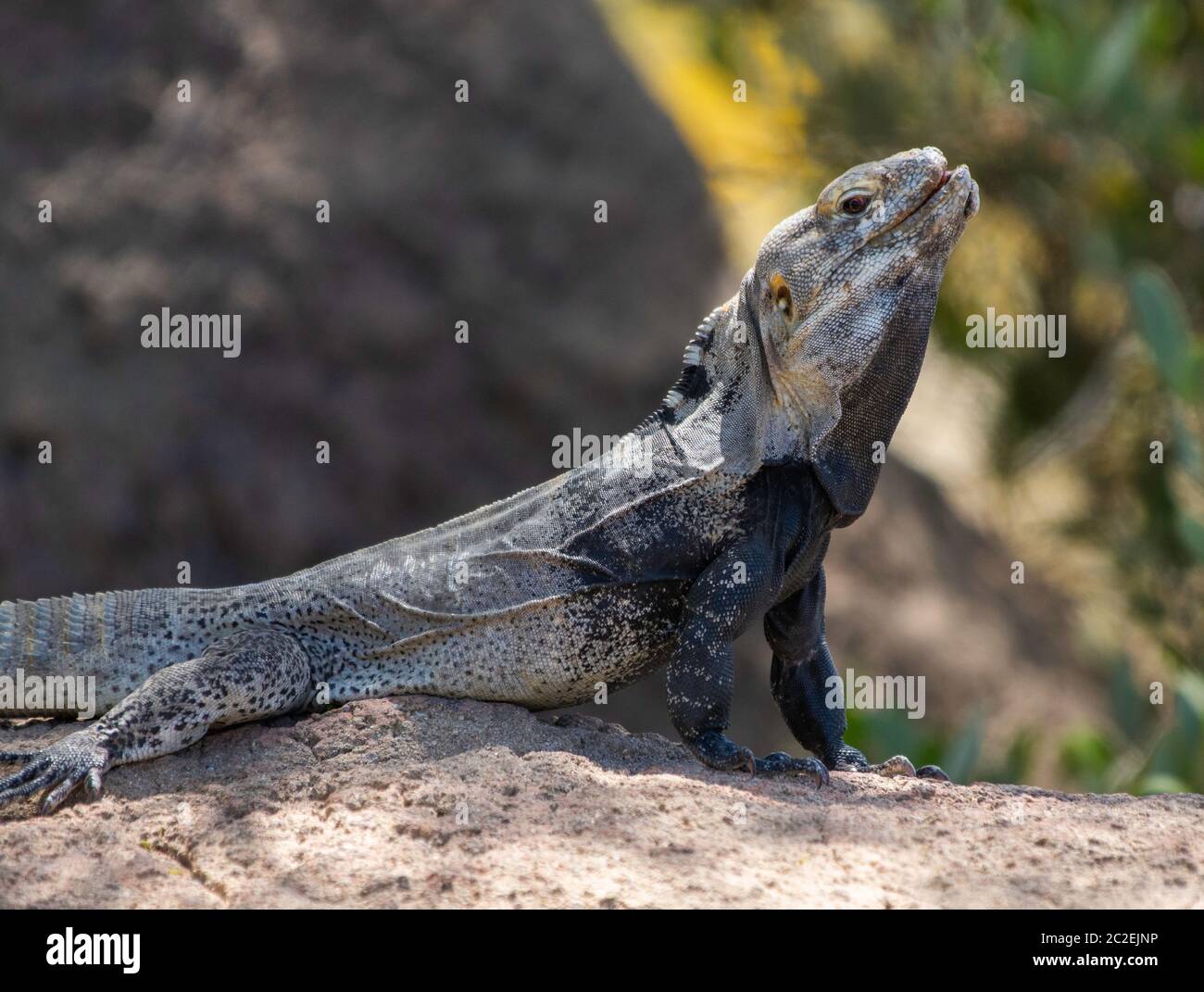 Sonoran Spiny-tailed Iguana, Ctenosaura macrolopha, a non-native ...