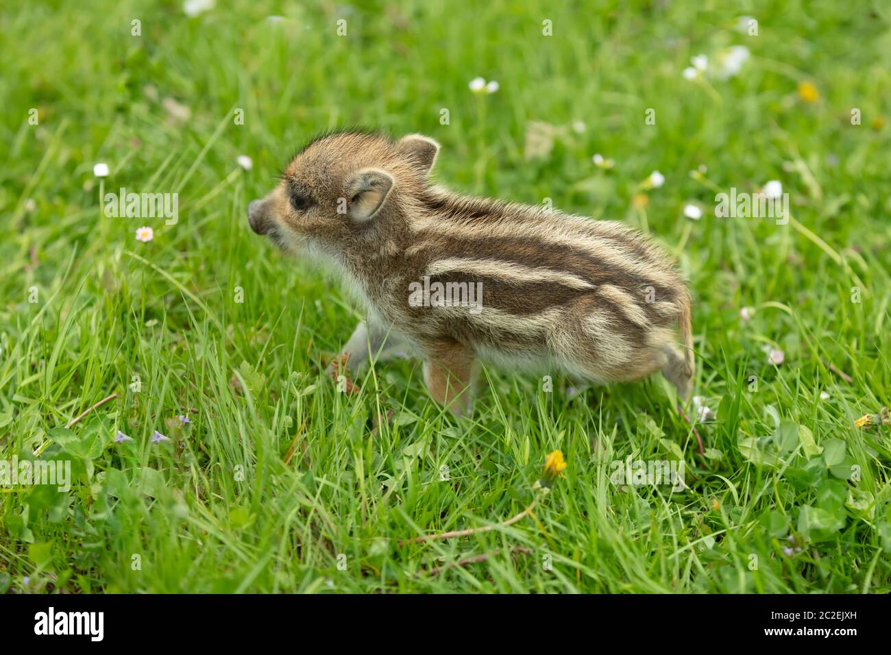 Beautiful young Boar with stripes on a meadow in Springtime Stock Photo ...