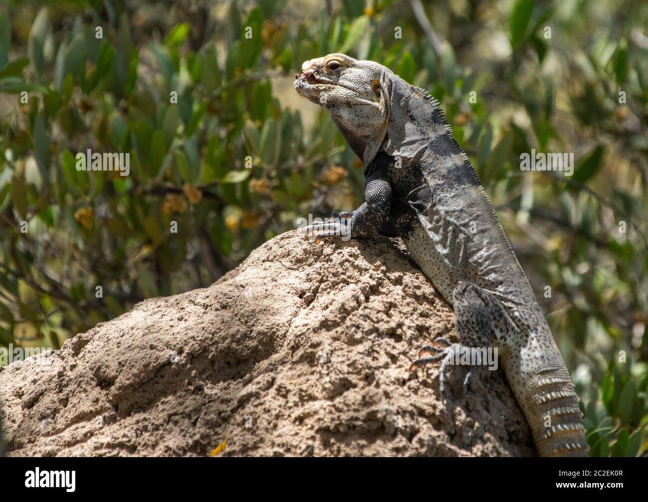 Sonoran Spiny-tailed Iguana, Ctenosaura macrolopha, a non-native ...