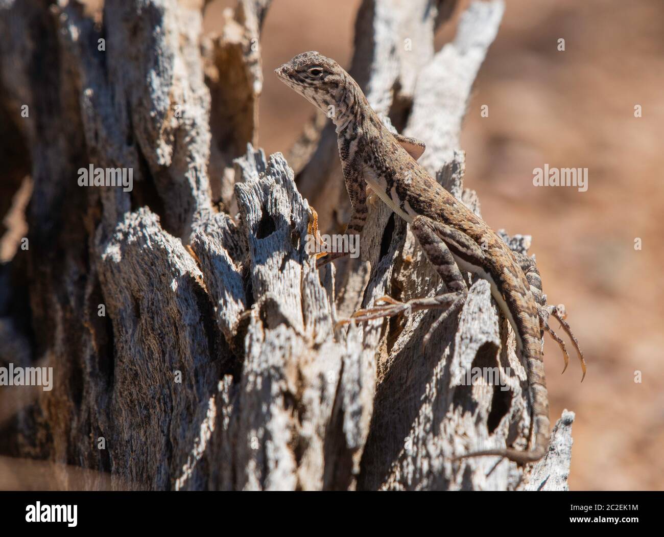 Common Zebra-tailed Lizard, Callisaurus draconoides draconoides, in ...