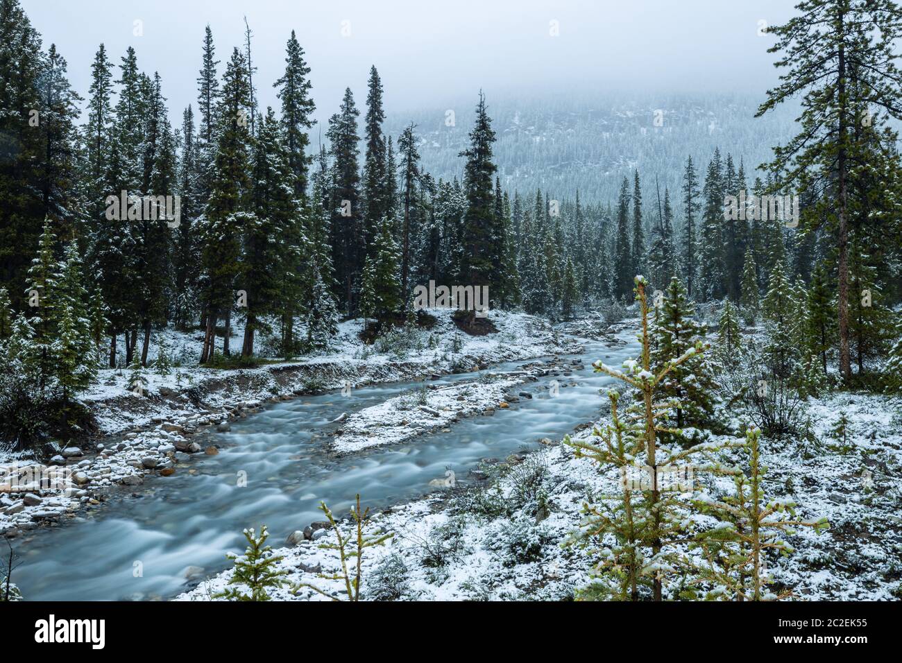 Pine trees in banff national hi-res stock photography and images - Alamy