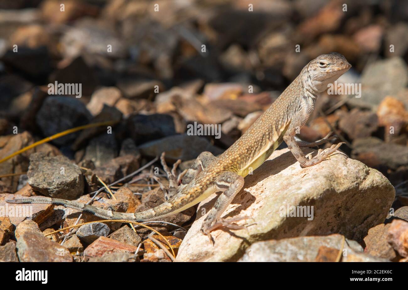 Common Zebra-tailed Lizard, Callisaurus draconoides draconoides, at the ...