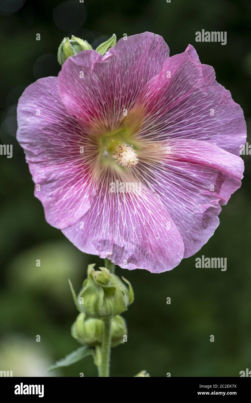 Common hollyhock (Alcea Stock Photo - Alamy