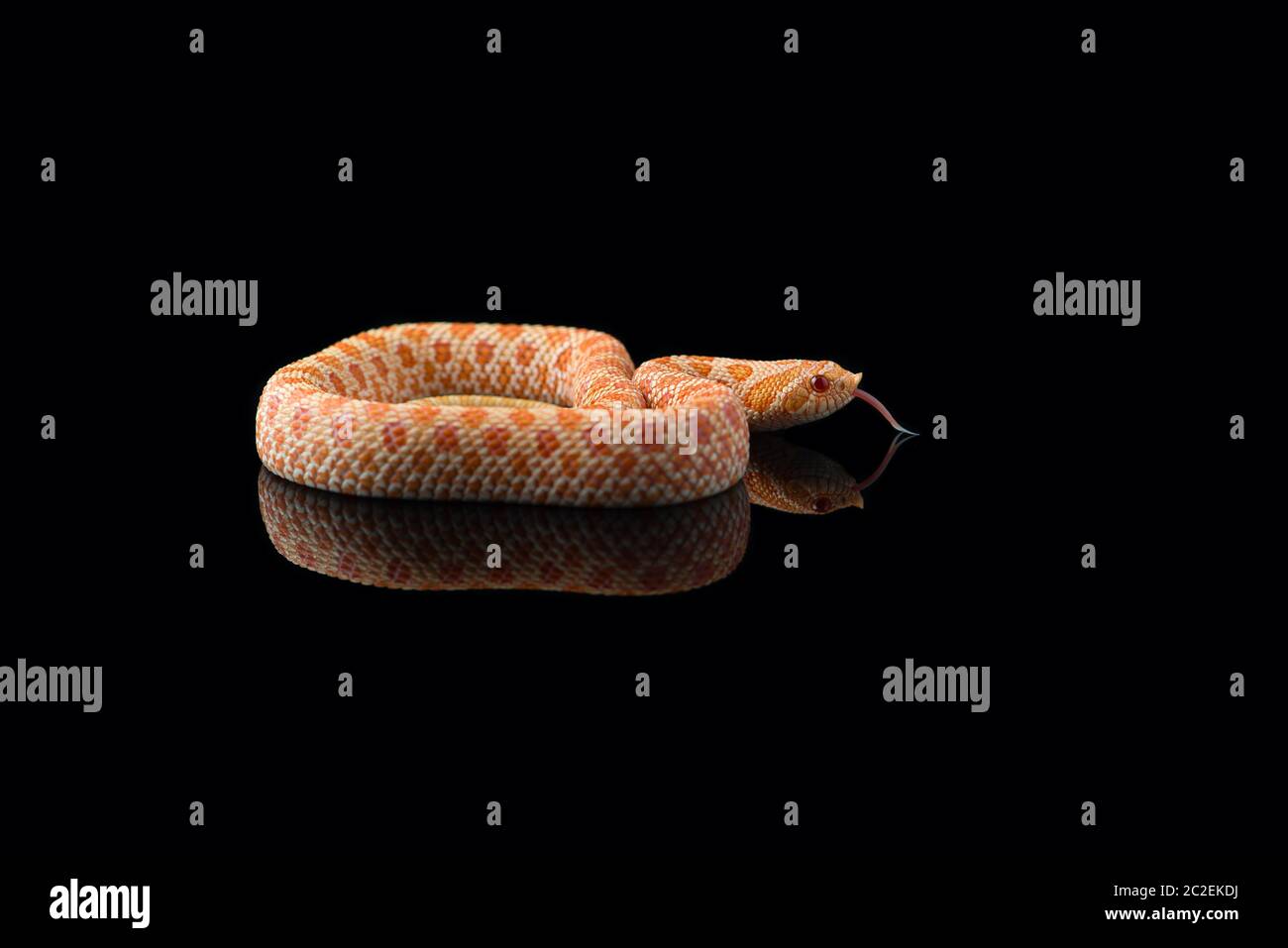 Western hognose snake hi-res stock photography and images - Alamy