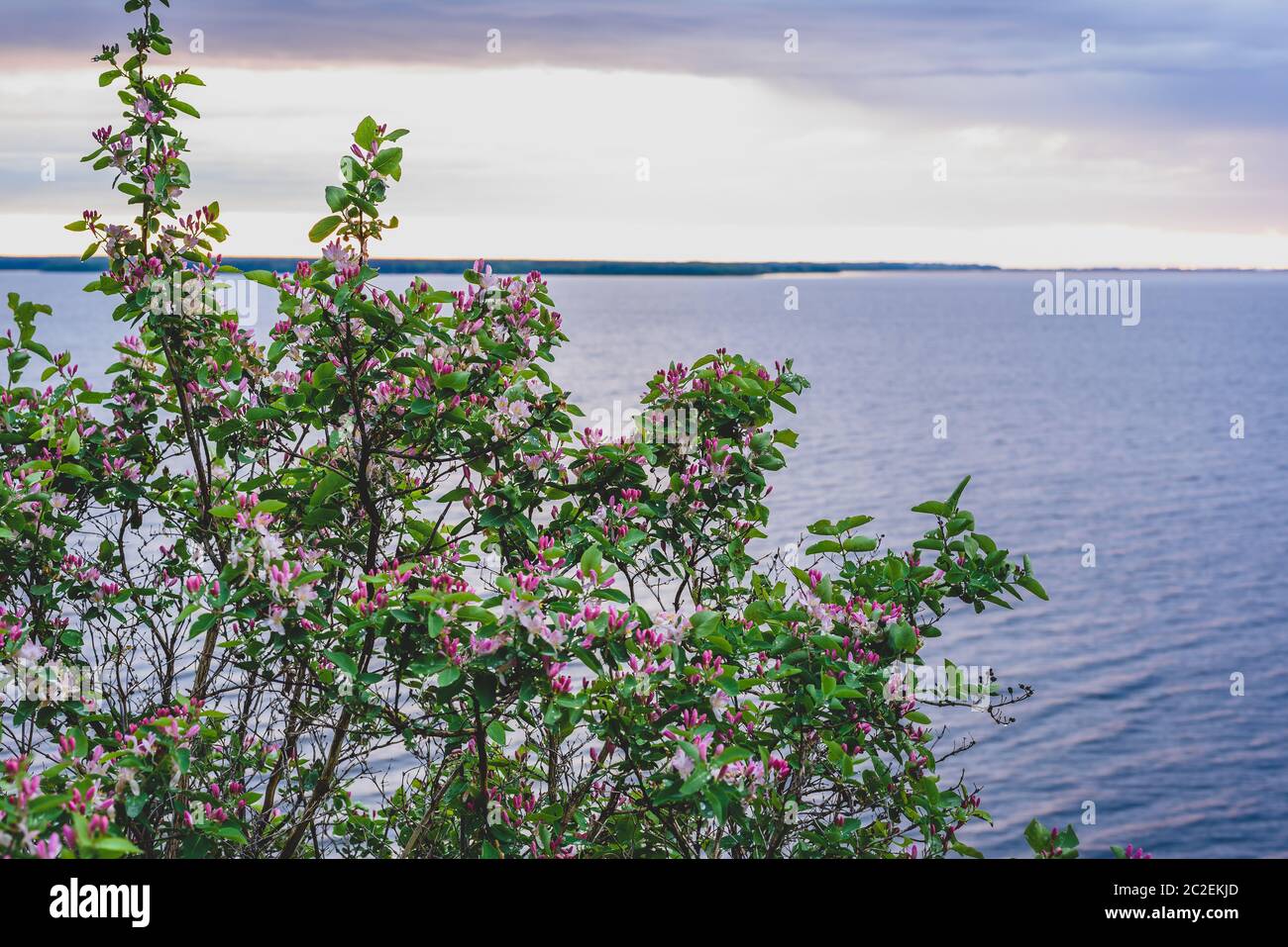 Bush of pink flowers on river coast Stock Photo - Alamy